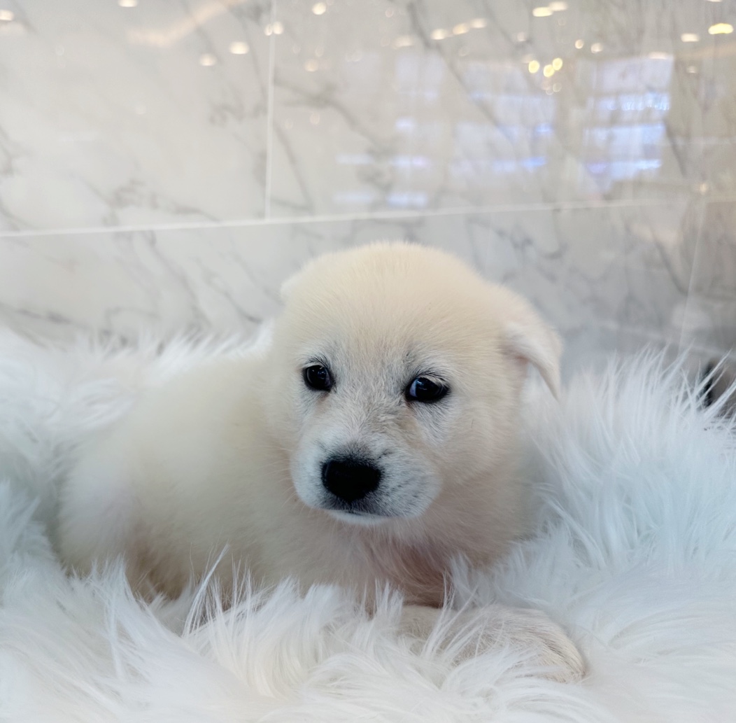 풍산개 믹스 구름 셀커크렉스무료입양사이트 스핑크스무료입양사이트 아메리칸숏헤어무료입양사이트 아메리칸컬무료입양사이트 아비시니안무료입양사이트 엑조틱무료입양사이트 터키시앙고라무료