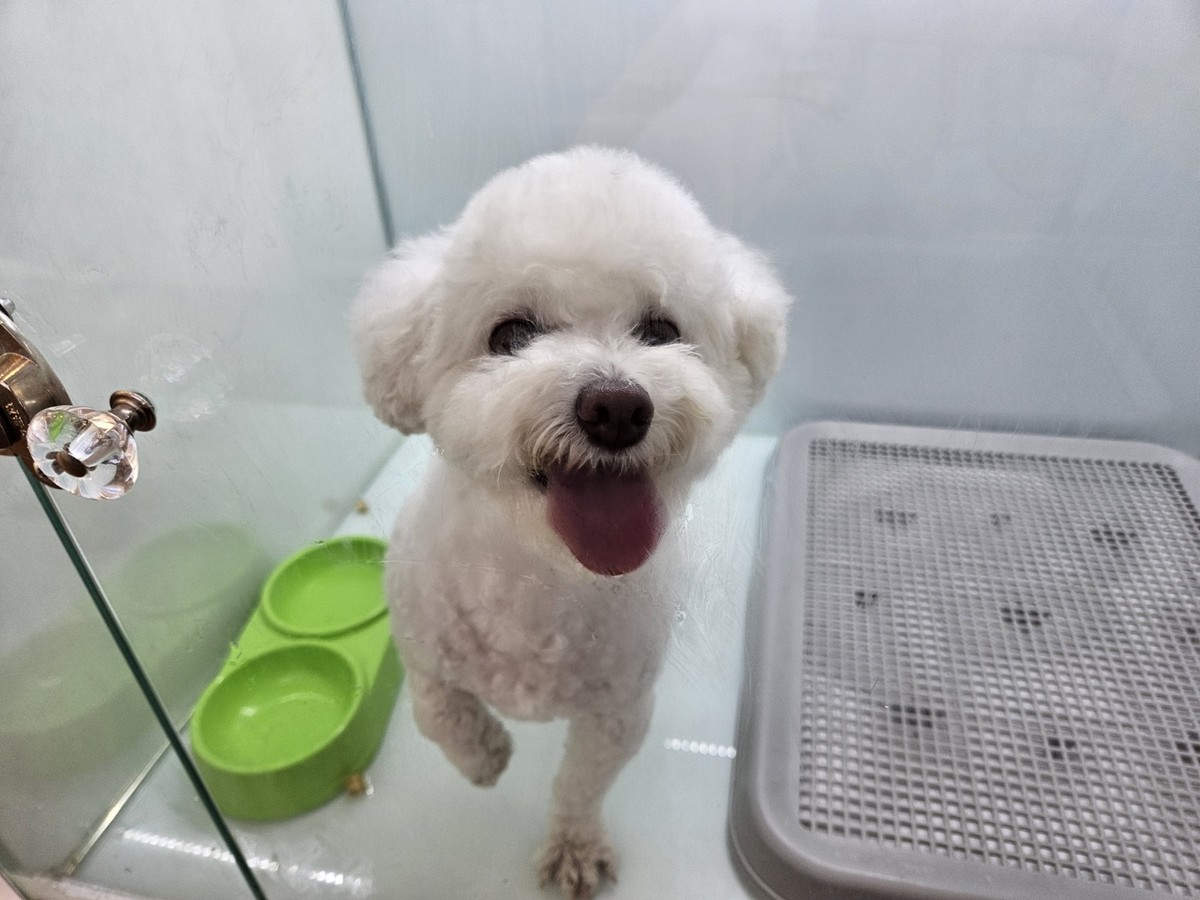 비숑프리제 레옹 이탈리아그레이하운드입양 치와와입양 폼스키입양 폼치입양 폼피츠입양 푸숑입양 고양이입양 랙돌입양 러시안블루입양 먼치킨입양 브리티쉬숏헤어입양 노르웨이숲입양 뱅갈