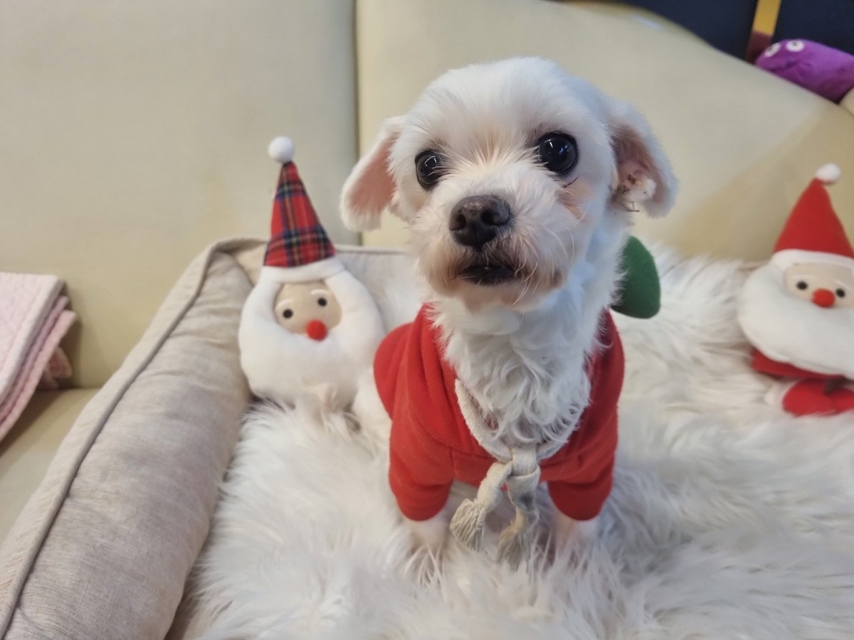 말티즈 믹스 꼬꼬 프렌치불독크기 빠삐용크기 파피용크기 사모예드크기 스피츠크기 시바견크기 시베리안허스키크기 시츄크기 요크셔테리어크기 웰시코기크기 이탈리아그레이하운드크기 치와와