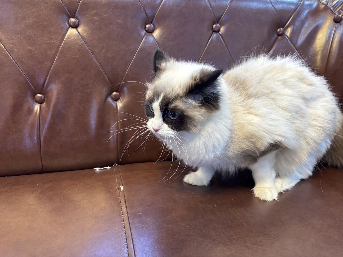 렉돌 미쯔 애완견성격 반려견성격 소형견크기 중형견크기 미니비숑프리제크기 토이푸들크기 골든리트리버크기 래브라도리트리버크기 닥스훈트크기 도베르만크기 말티치크기 말티폼크기 보더