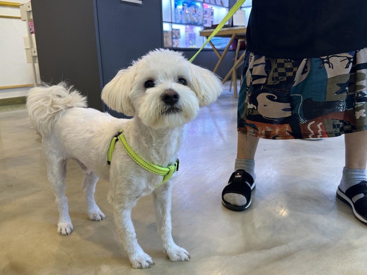 말티푸 토리 폼스키크기 폼치크기 폼피츠크기 푸숑크기 노르웨이숲크기 데본렉스크기 뱅갈크기 샴크기 셀커크렉스크기 스핑크스크기