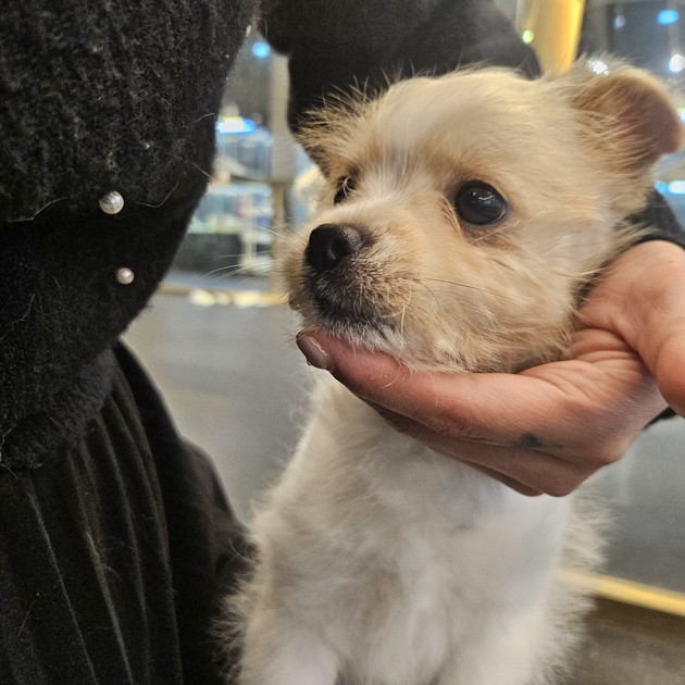 테리어믹스 버찌 프렌치불독크기 빠삐용크기 파피용크기 사모예드크기 스피츠크기 시바견크기 시베리안허스키크기 시츄크기 요크셔테리어크기