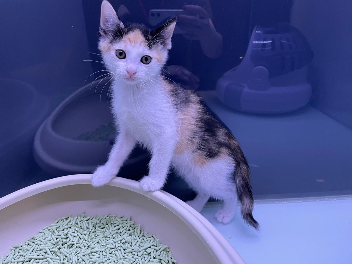 코숏 카구야 샴입양 셀커크렉스입양 스코티쉬폴드입양 스핑크스입양 아메리칸숏헤어입양 아비시니안입양 터키시앙고라입양 페르시안입양 애완견입양 반려견입양 털빠짐없는소형견종류