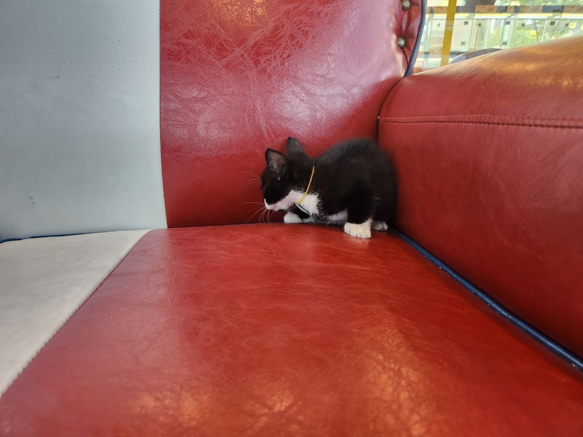 코리안숏헤어 파 말티즈크기 말티푸크기 푸들크기 먼치킨크기 랙돌크기 브리티쉬숏헤어크기 스코티쉬폴드크기 러시안블루크기 강아지크기 고양이크기 유기견임시보호 유기묘임시보호 강아지