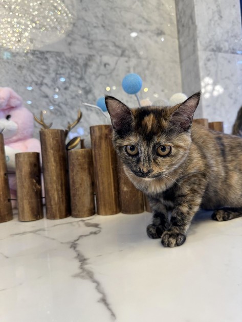 코리안숏헤어 나나 요크셔테리어무료입양사이트 웰시코기무료입양사이트 이탈리아그레이하운드무료입양사이트 치와와무료입양사이트 코카스파니엘무료입양사이트 폼스키무료입양사이트 폼치무료입양