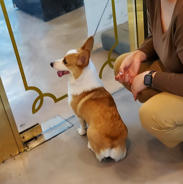 울산강아지분양 요크셔테리어분양가 새끼강아지분양 잉글리쉬불독 천안고양이분양 가정강아지분양 강아지입양 보더콜리 쵸코 강아지배변훈련 도그마루 홈스쿨 강아지훈련소 강아지입질