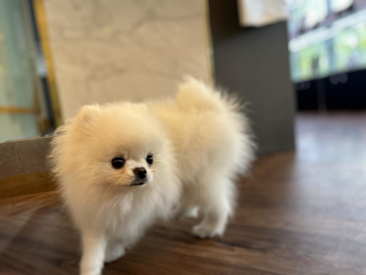 포메라니안 뭉치 엑조틱크기 터키시앙고라크기 페르시안크기 하이랜드폴드크기 애완견크기 반려견크기 소형견무료입양사이트 중형견무료입양사이트 대형견무료입양사이트 미니비숑프리제무료입양