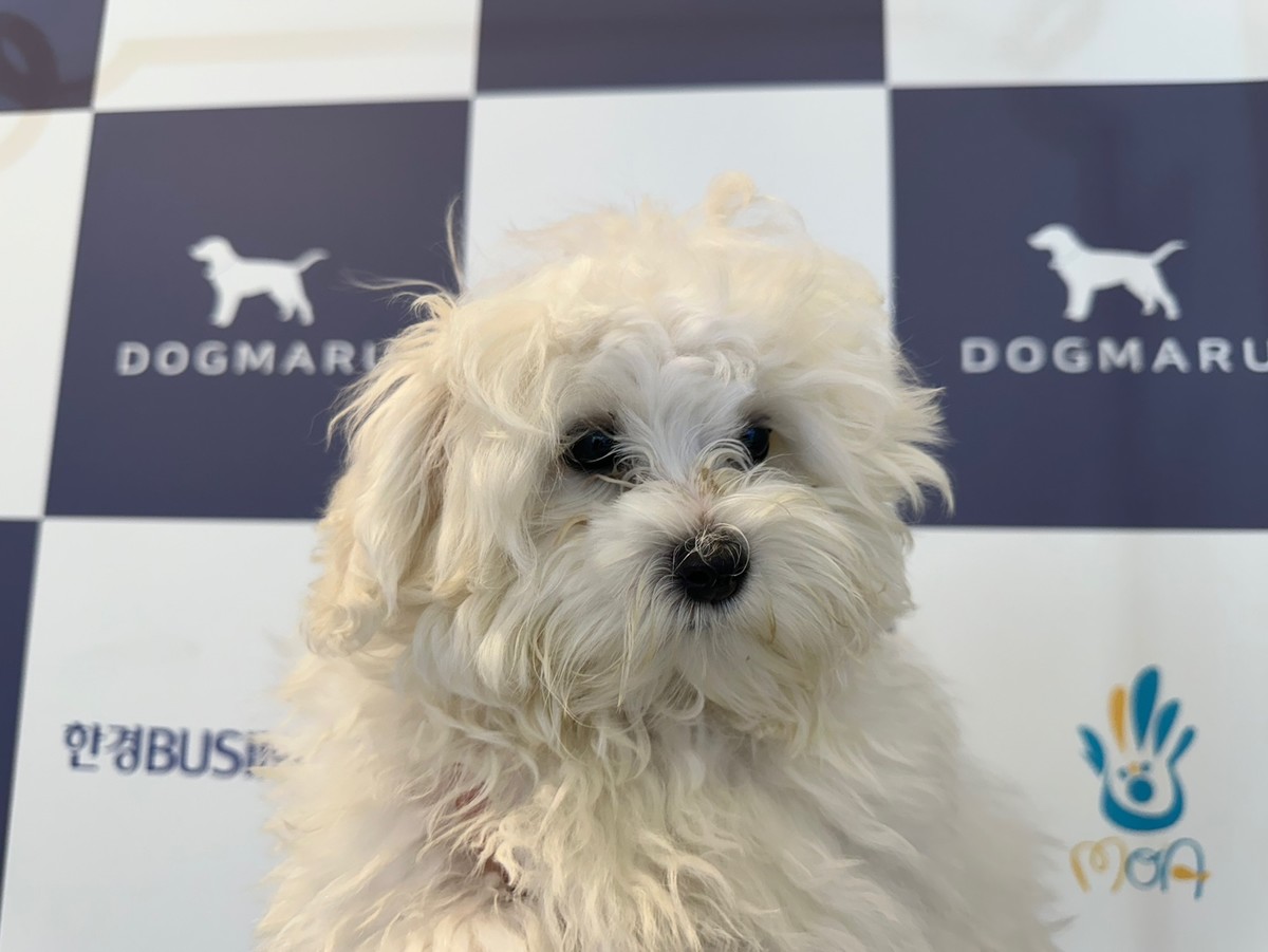 말티숑 코코 폼스키크기 폼치크기 폼피츠크기 푸숑크기 노르웨이숲크기 데본렉스크기 뱅갈크기 샴크기 셀커크렉스크기 스핑크스크기 아메리칸숏헤어크기 아메리칸컬크기 아비시니안크기