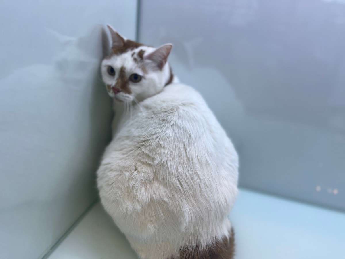 코리안숏헤어 냥이 엑조틱크기 터키시앙고라크기 페르시안크기 하이랜드폴드크기 애완견크기 반려견크기 소형견무료입양사이트 중형견무료입양사이트 대형견무료입양사이트 미니비숑프리제무료