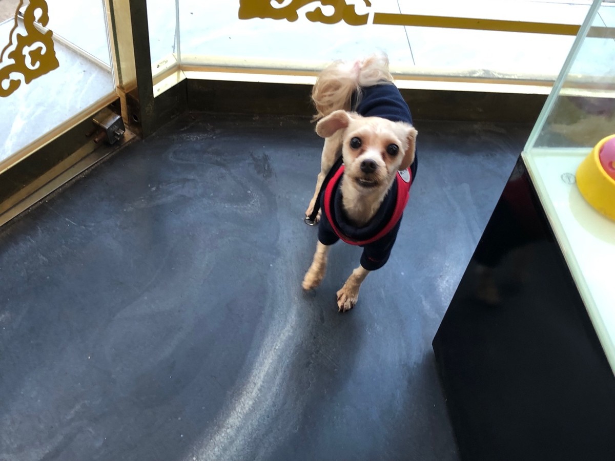 말티푸 진돌 요크셔테리어무료입양사이트 웰시코기무료입양사이트 이탈리아그레이하운드무료입양사이트 치와와무료입양사이트 코카스파니엘무료입양사이트 폼스키무료입양사이트 폼치무료입양사이트