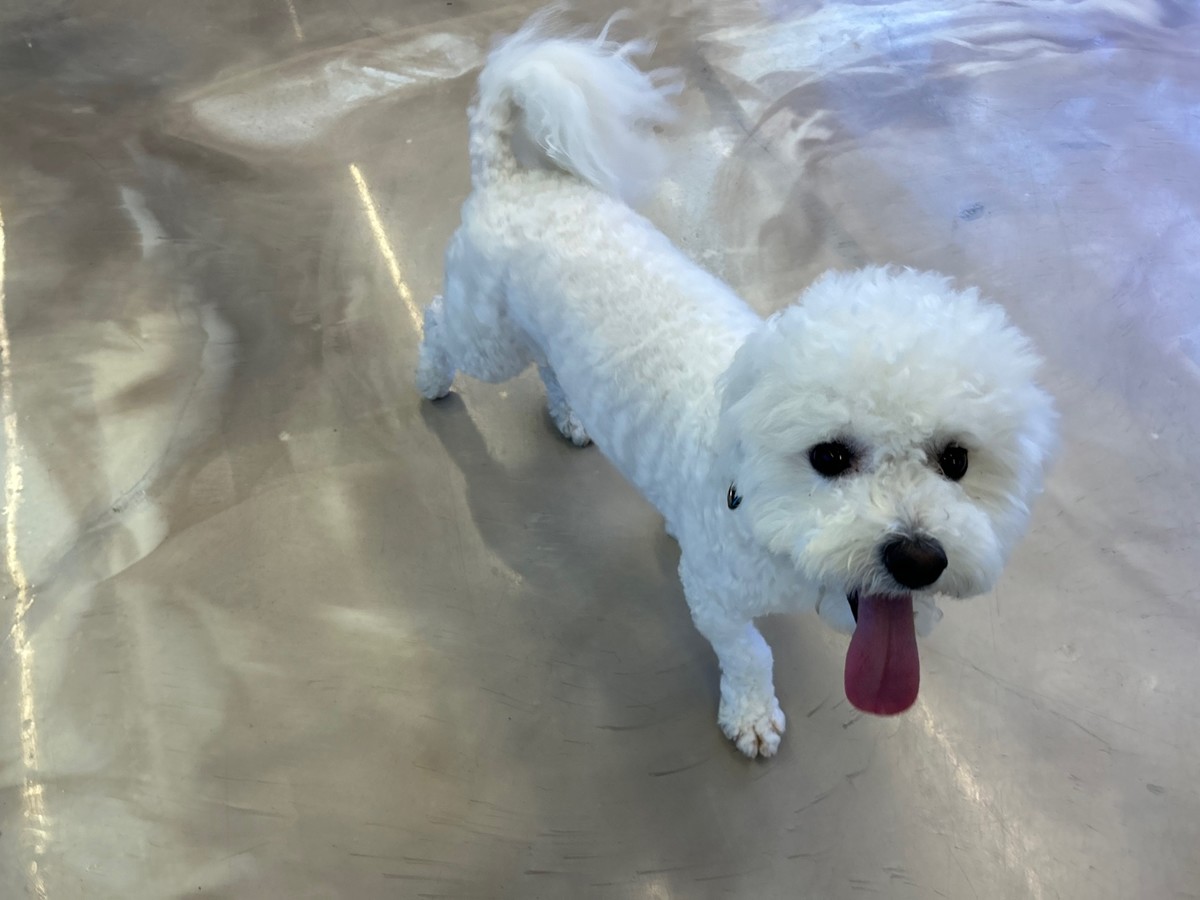 비숑프리제 뭉치 엑조틱크기 터키시앙고라크기 페르시안크기 하이랜드폴드크기 애완견크기 반려견크기 소형견무료입양사이트 중형견무료입양사이트 대형견무료입양사이트 미니비숑프리제무료입양