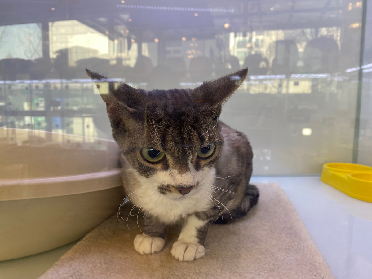 데본렉스 비루 엑조틱크기 터키시앙고라크기 페르시안크기 하이랜드폴드크기 애완견크기 반려견크기 소형견무료입양사이트 중형견무료입양사이트 대형견무료입양사이트 미니비숑프리제무료입양