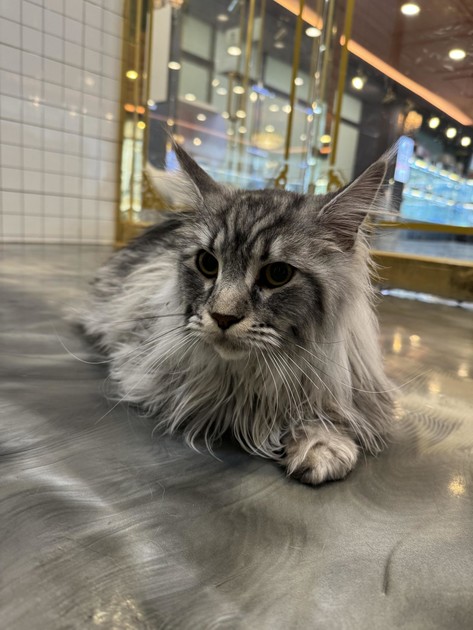 메인쿤 레오 래브라도리트리버입양 닥스훈트입양 도베르만입양 말티치입양 말티폼입양 빠삐용입양 사모예드입양 스피츠입양 시바견입양 시베리안허스키입양 시츄입양 요크셔테리어입양