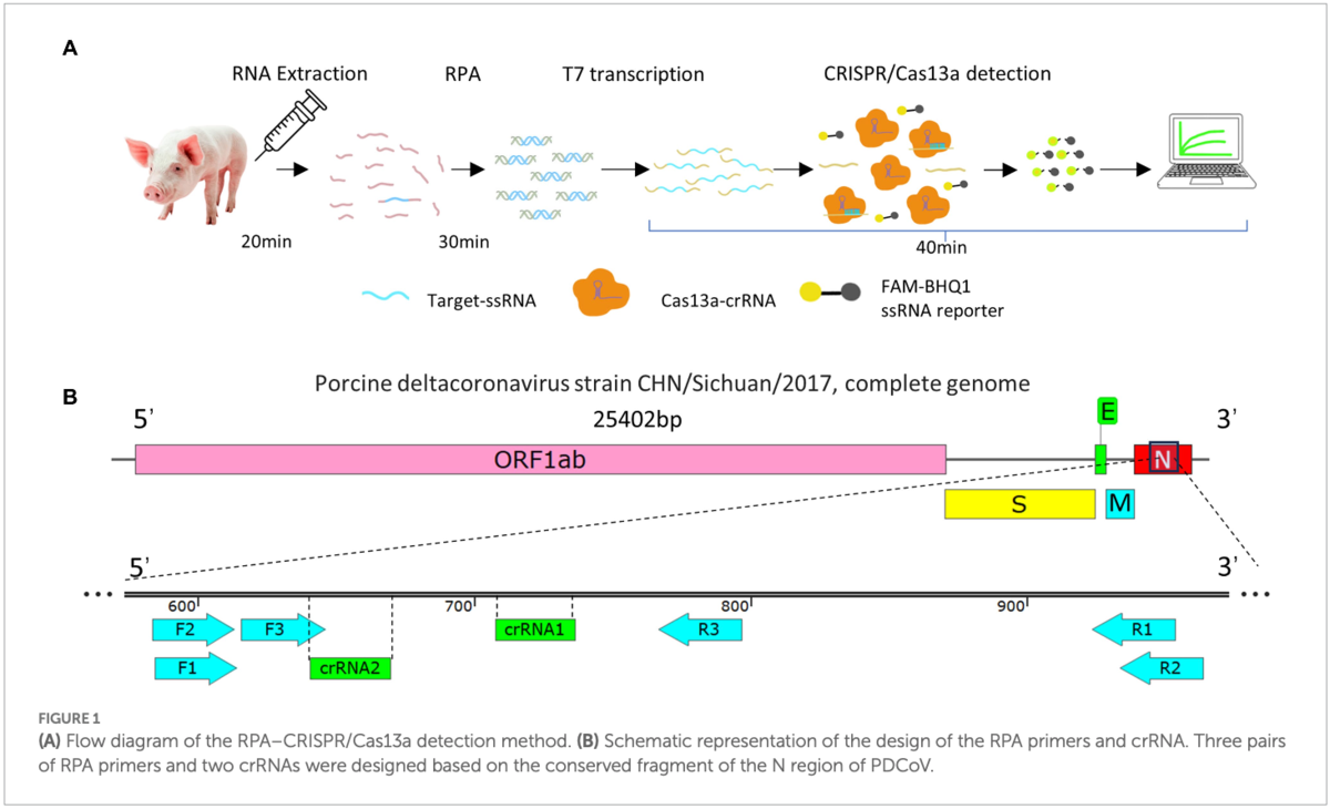 RPA-CRISPR/Cas13a-based rapid detection method for porcine ...