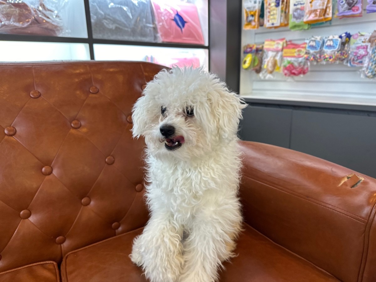 비숑프리제 가을이 폼스키크기 폼치크기 폼피츠크기 푸숑크기 노르웨이숲크기 데본렉스크기 뱅갈크기 샴크기 셀커크렉스크기 스핑크스크기 아메리칸숏헤어크기 아메리칸컬크기 아비시니안크기