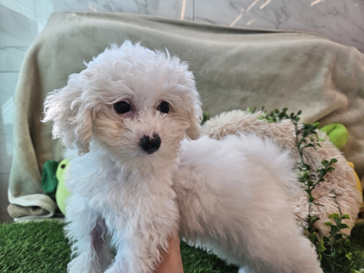 비숑프리제 숑숑이 강아지책임분양 고양이책임분양 유기견책임분양 유기묘책임분양 연예인강아지분양하는곳 연예인고양이분양하는곳 골댕이무료분양 강아지입양보내기 고양이입양보내기 강아지