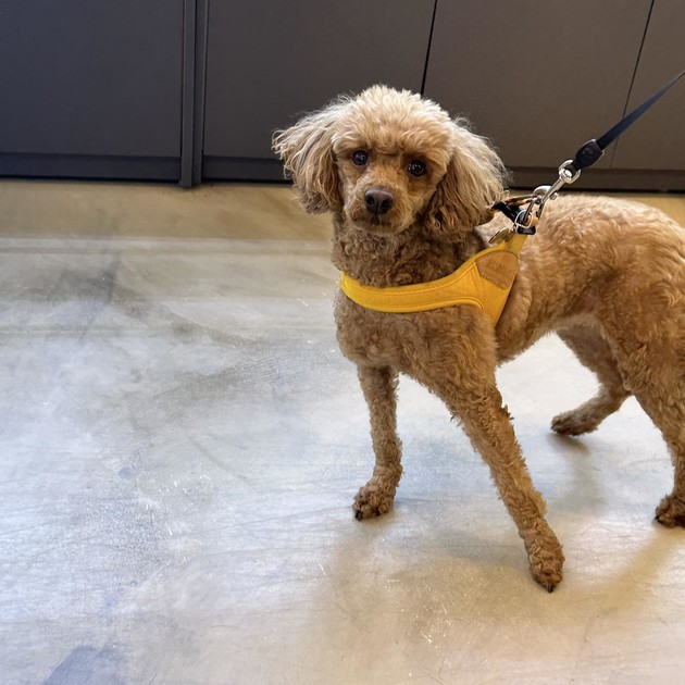 푸들 해피 토이랙돌분양 토이브리티쉬숏헤어분양 토이스코티쉬폴드분양 토이러시안블루분양 토이강아지분양 토이고양이분양 토이비숑프리제입양 토이포메라니안입양 토이말티즈입양 토이말티푸