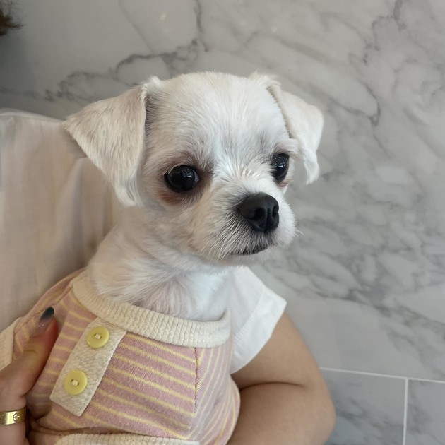 말티즈 콩이 프렌치불독크기 빠삐용크기 파피용크기 사모예드크기 스피츠크기 시바견크기 시베리안허스키크기 시츄크기 요크셔테리어크기 웰시코기크기 이탈리아그레이하운드크기 치와와크기