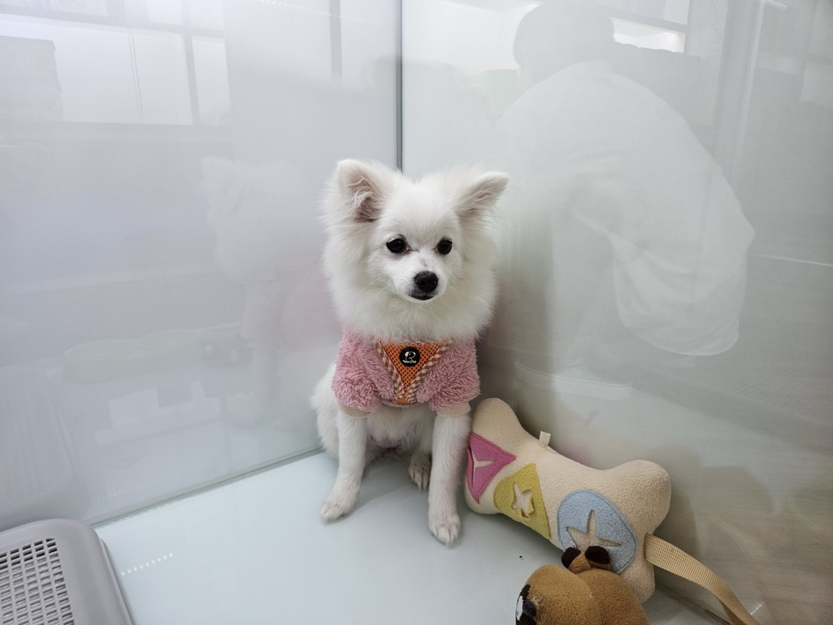 폼피츠 겅듀 래브라도리트리버입양 닥스훈트입양 도베르만입양 말티치입양 말티폼입양 빠삐용입양 사모예드입양 스피츠입양 시바견입양 시베리안허스키입양 시츄입양 요크셔테리어입양