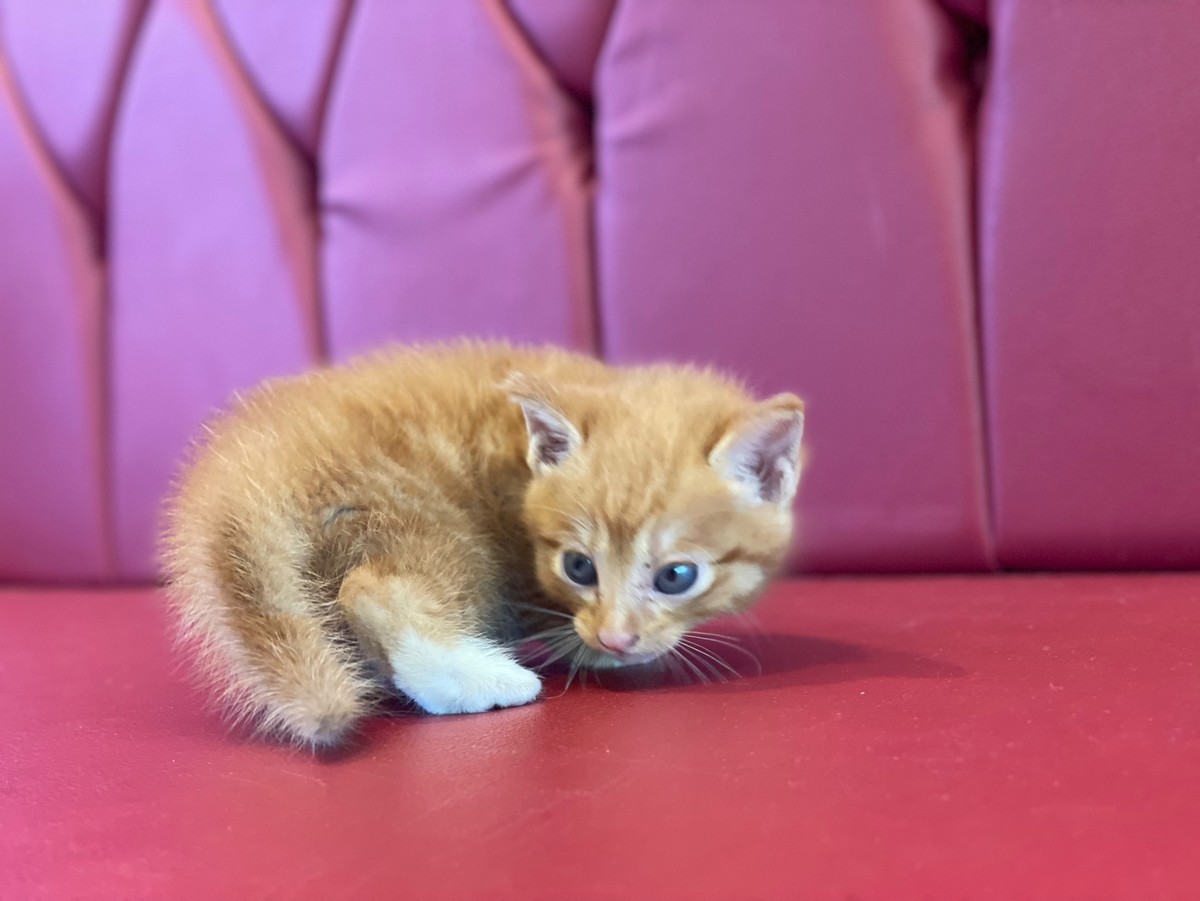 코리안숏헤어 냥이 이탈리아그레이하운드입양 치와와입양 폼스키입양 폼치입양 폼피츠입양 푸숑입양 고양이입양 랙돌입양 러시안블루입양 먼치킨입양 브리티쉬숏헤어입양 노르웨이숲입양 뱅갈