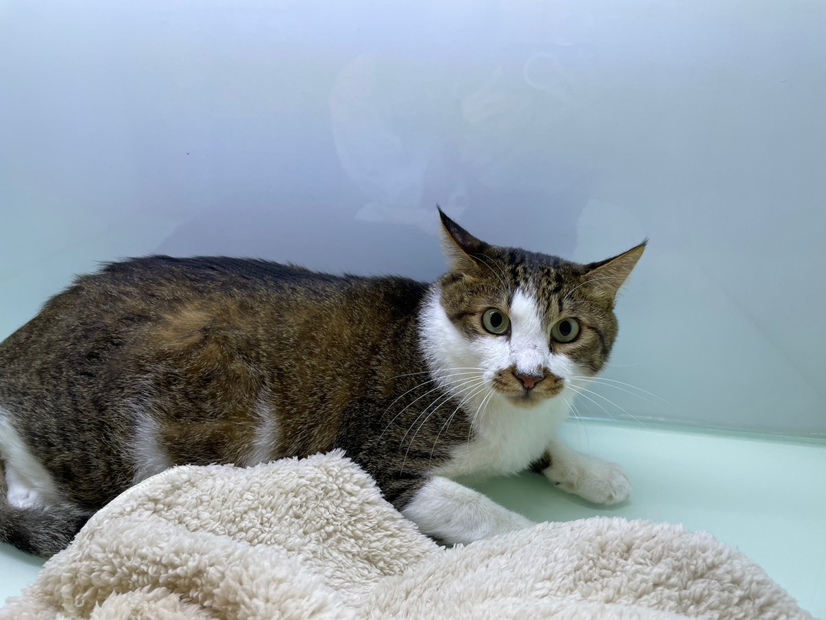 코리안숏헤어 아리 푸숑책임분양 노르웨이숲책임분양 데본렉스책임분양 뱅갈책임분양 샴책임분양 셀커크렉스책임분양 스핑크스책임분양