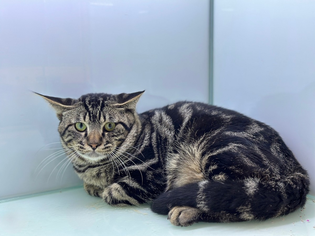 코리안숏헤어 청솔모 프렌치불독크기 빠삐용크기 파피용크기 사모예드크기 스피츠크기 시바견크기 시베리안허스키크기 시츄크기 요크셔테리어