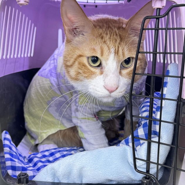 코리안숏헤어 윈드 프렌치불독크기 빠삐용크기 파피용크기 사모예드크기 스피츠크기 시바견크기 시베리안허스키크기 시츄크기 요크셔테리어크기 웰시코기크기 이탈리아그레이하운드크기 치와와