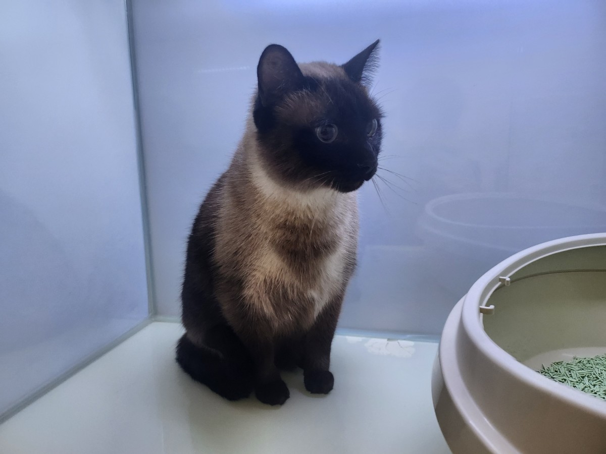 샴 단지 말티즈크기 말티푸크기 푸들크기 먼치킨크기 랙돌크기 브리티쉬숏헤어크기 스코티쉬폴드크기 러시안블루크기 강아지크기 고양이크기 유기견임시보호 유기묘임시보호 강아지임시보호