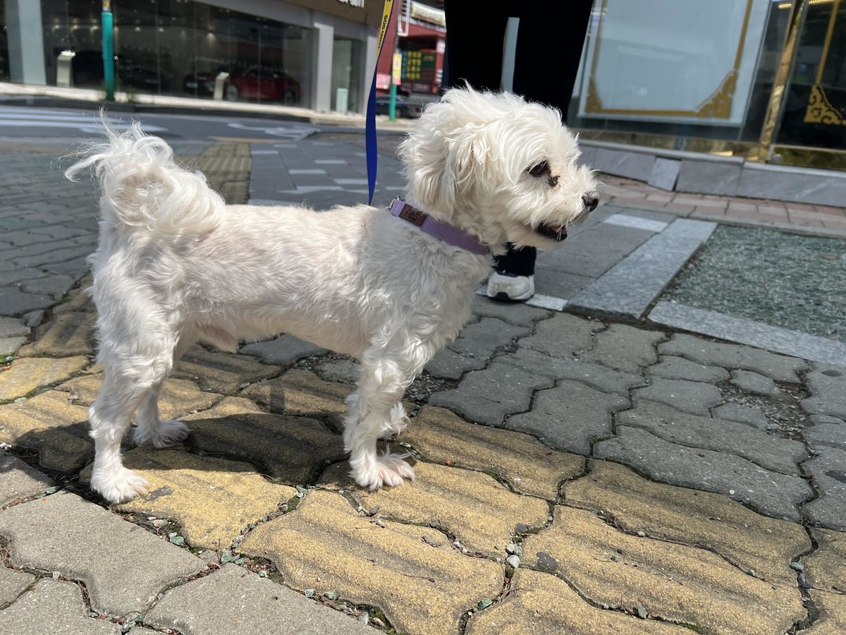 말티즈 태곰이 유기묘무료입양사이트 비숑프리제파양 포메라니안파양 말티즈파양 말티푸파양 푸들파양 먼치킨파양 랙돌파양 브리티쉬숏헤어파양 스코티쉬폴드파양 러시안블루파양 강아지파양