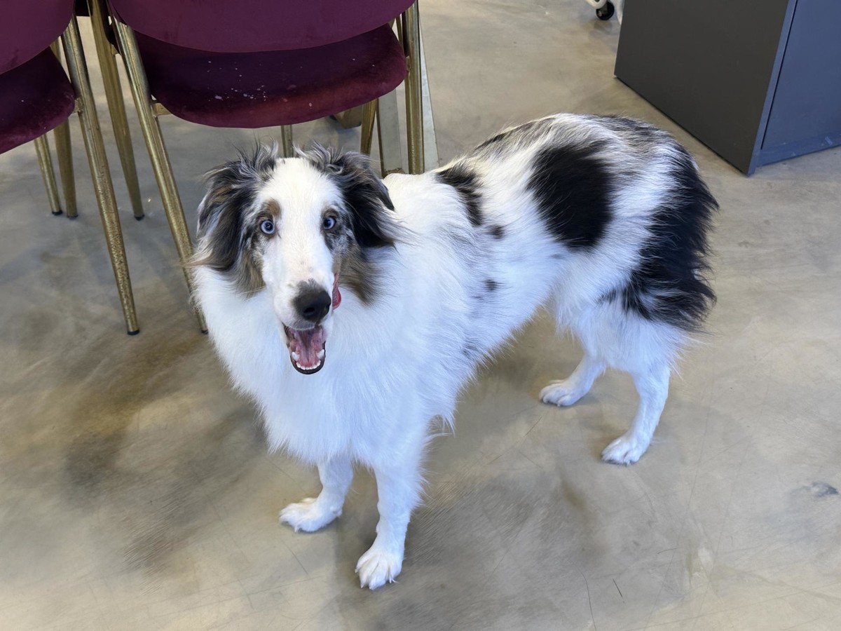 말티푸셔틀랜드 쉽독 춘자 춘향 이탈리아그레이하운드입양 치와와입양 폼스키입양 폼치입양 폼피츠입양 푸숑입양 고양이입양 랙돌입양 러시안블루입양 먼치킨입양 브리티쉬숏헤어입양