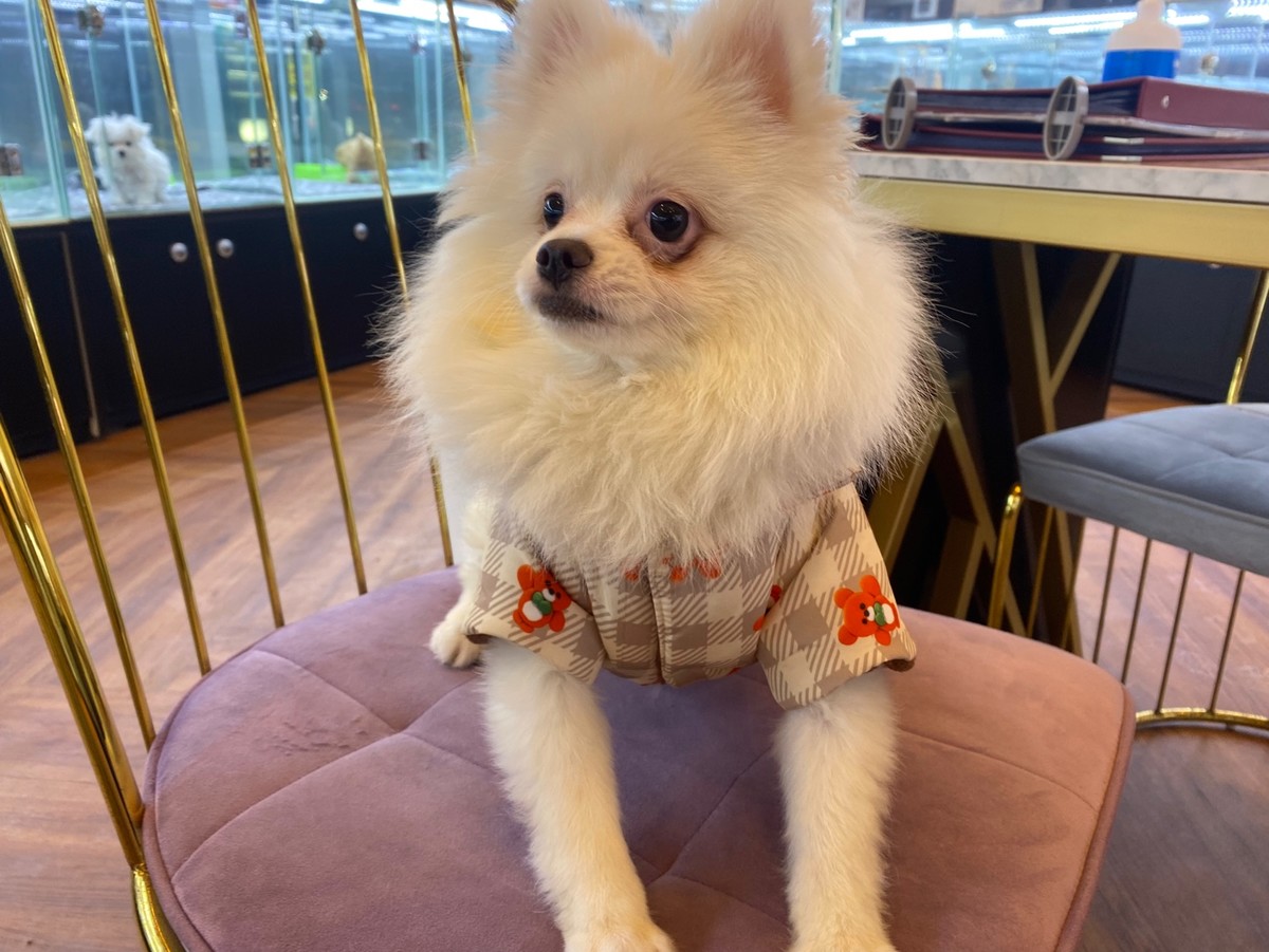 포메라니안 또치 프렌치불독크기 빠삐용크기 파피용크기 사모예드크기 스피츠크기 시바견크기 시베리안허스키크기 시츄크기 요크셔테리어크기 웰시코기크기 이탈리아그레이하운드크기 치와와