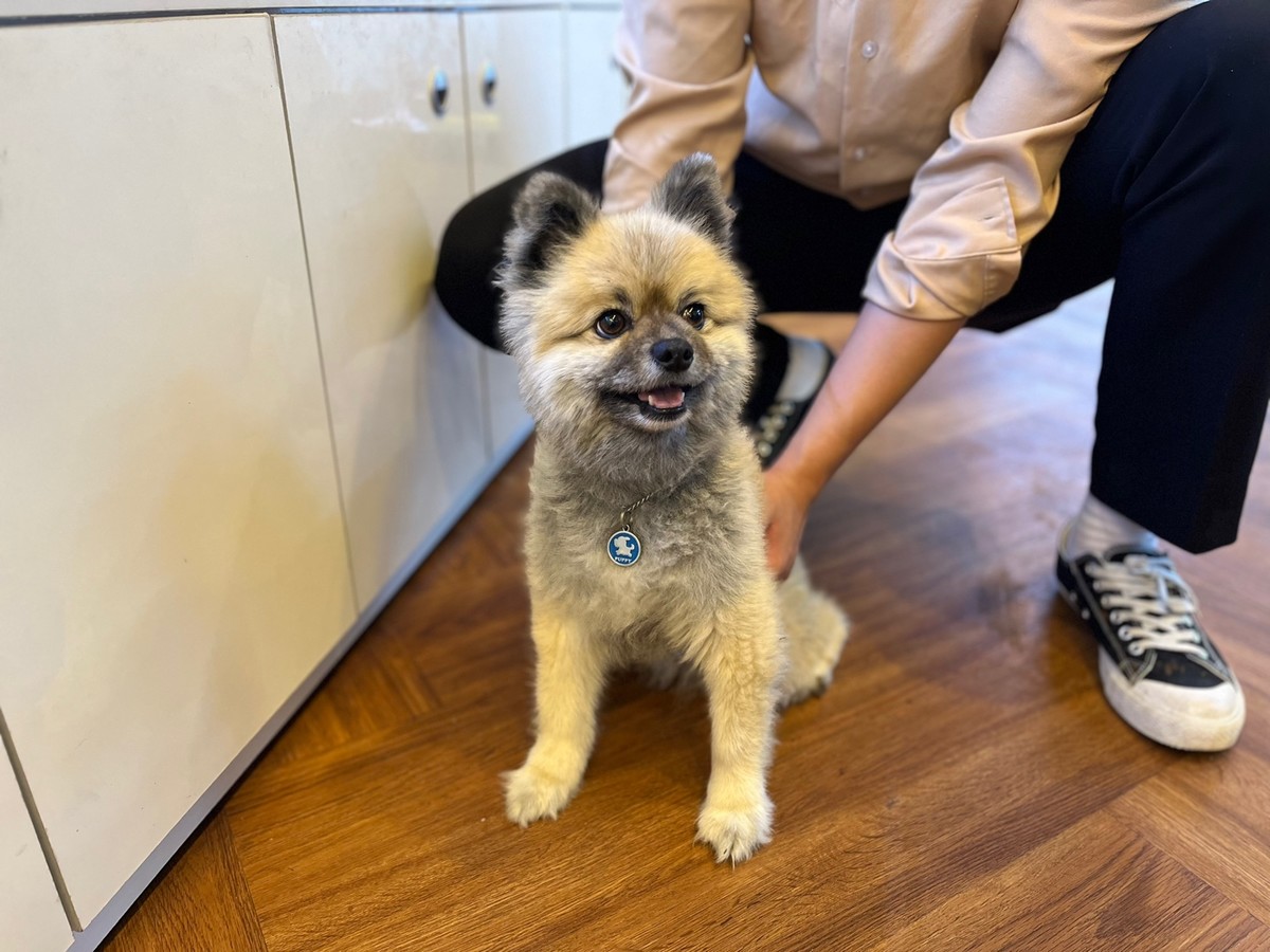 포메라니안 시루 엑조틱크기 터키시앙고라크기 페르시안크기 하이랜드폴드크기 애완견크기 반려견크기 소형견무료입양사이트 중형견무료입양사이트 대형견무료입양사이트 미니비숑프리제무료입양