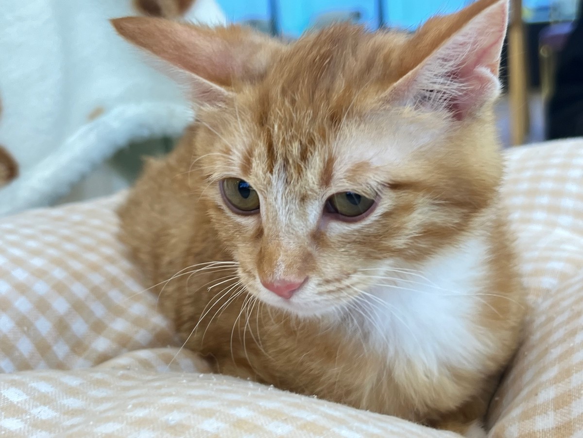 코리안숏헤어 복면이 폼스키크기 폼치크기 폼피츠크기 푸숑크기 노르웨이숲크기 데본렉스크기 뱅갈크기 샴크기 셀커크렉스크기 스핑크스크기 아메리칸숏헤어크기 아메리칸컬크기 아비시니안