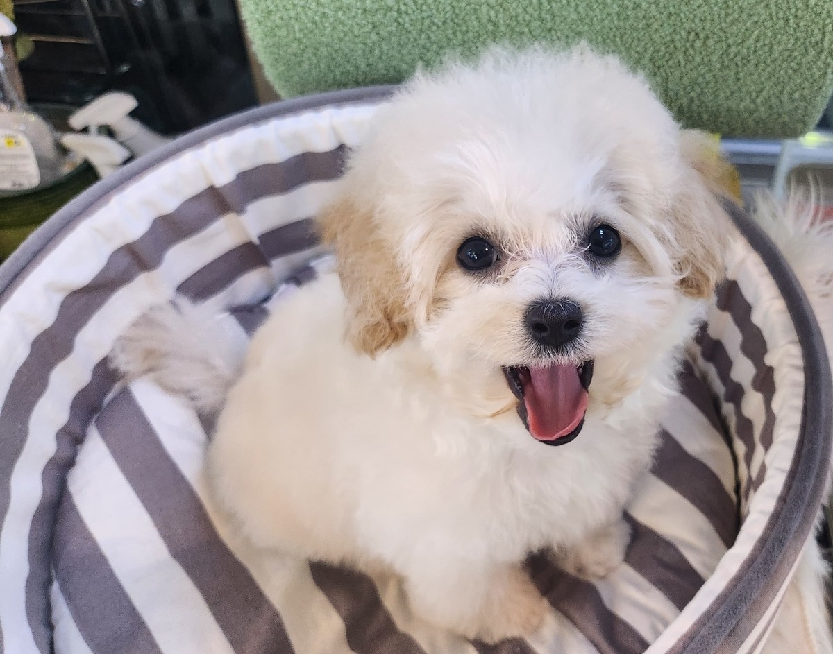 미니비숑 카스 엑조틱크기 터키시앙고라크기 페르시안크기 하이랜드폴드크기 애완견크기 반려견크기 소형견무료입양사이트 중형견무료입양사이트 대형견무료입양사이트 미니비숑프리제무료입양