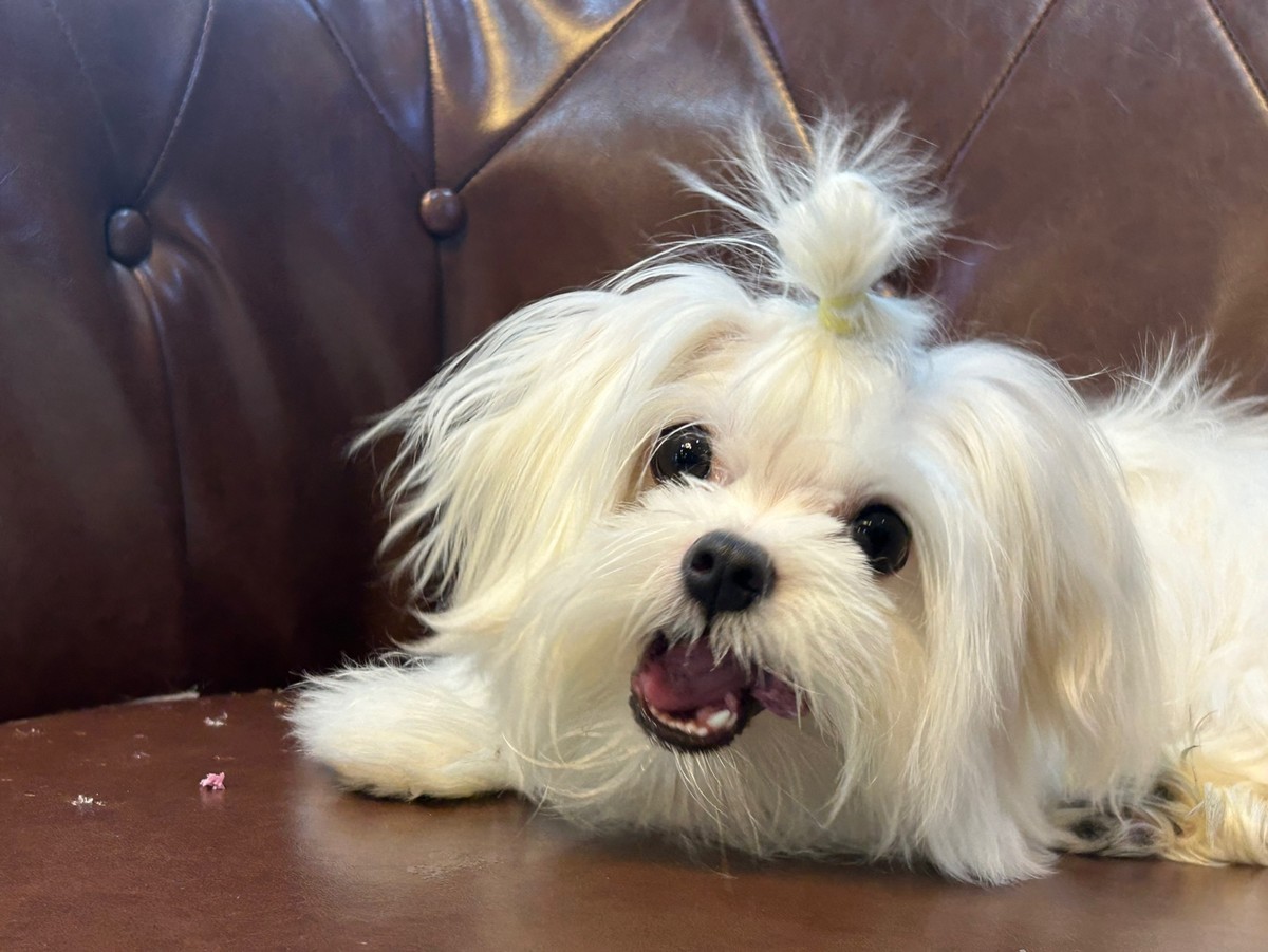 말티즈 대봉이 말티즈크기 말티푸크기 푸들크기 먼치킨크기 랙돌크기 브리티쉬숏헤어크기 스코티쉬폴드크기 러시안블루크기 강아지크기 고양이크기 유기견임시보호 유기묘임시보호 강아지임시