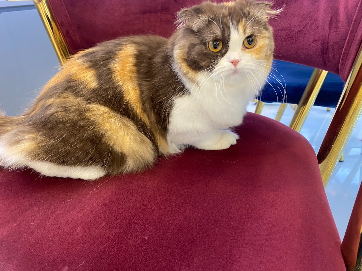 스코티쉬폴드 폴링 요크셔테리어무료입양사이트 웰시코기무료입양사이트 이탈리아그레이하운드무료입양사이트 치와와무료입양사이트 코카스파니엘무료입양사이트 폼스키무료입양사이트 폼치무료입양