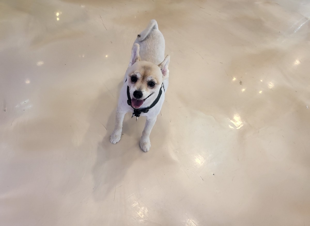 폼피츠 로랑이 프렌치불독크기 빠삐용크기 파피용크기 사모예드크기 스피츠크기 시바견크기 시베리안허스키크기 시츄크기 요크셔테리어크기 웰시코기크기 이탈리아그레이하운드크기 치와와크기