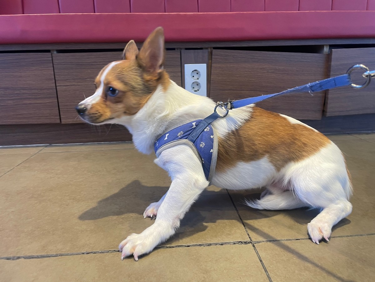 믹스견 아지 엑조틱크기 터키시앙고라크기 페르시안크기 하이랜드폴드크기 애완견크기 반려견크기 소형견무료입양사이트 중형견무료입양사이트 대형견무료입양사이트 미니비숑프리제무료입양