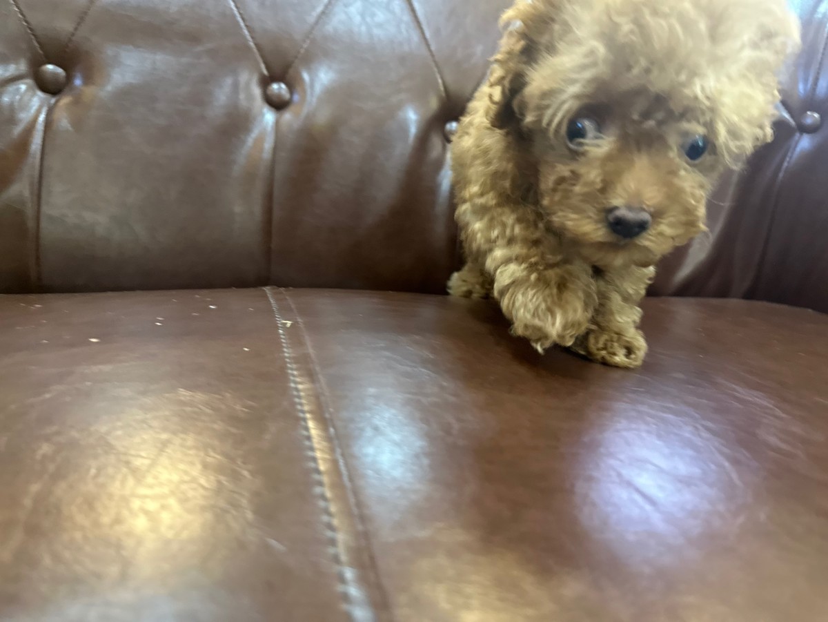 푸들 땅콩 프렌치불독크기 빠삐용크기 파피용크기 사모예드크기 스피츠크기 시바견크기 시베리안허스키크기 시츄크기 요크셔테리어크기 웰시코기크기 이탈리아그레이하운드크기 치와와크기