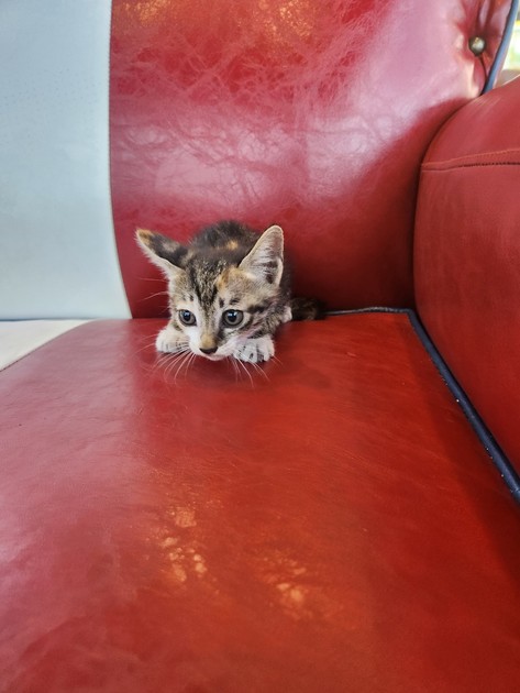 코리안숏헤어 빨 유기묘무료입양사이트 비숑프리제파양 포메라니안파양 말티즈파양 말티푸파양 푸들파양 먼치킨파양 랙돌파양 브리티쉬숏헤어파양 스코티쉬폴드파양 러시안블루파양 강아지파양