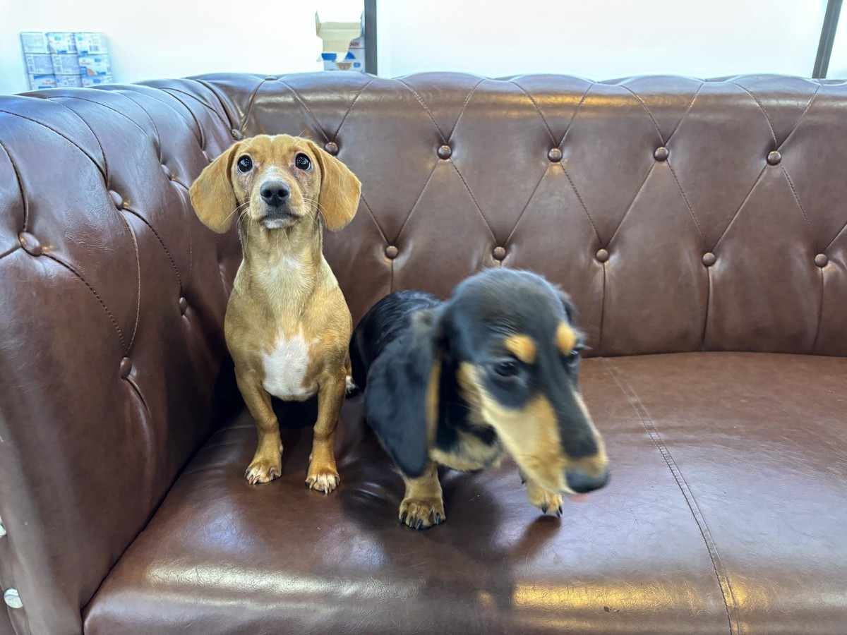 닥스훈트 가을탄이 유기묘무료입양사이트 비숑프리제파양 포메라니안파양 말티즈파양 말티푸파양 푸들파양 먼치킨파양 랙돌파양 브리티쉬숏헤어파양 스코티쉬폴드파양 러시안블루파양 강아지