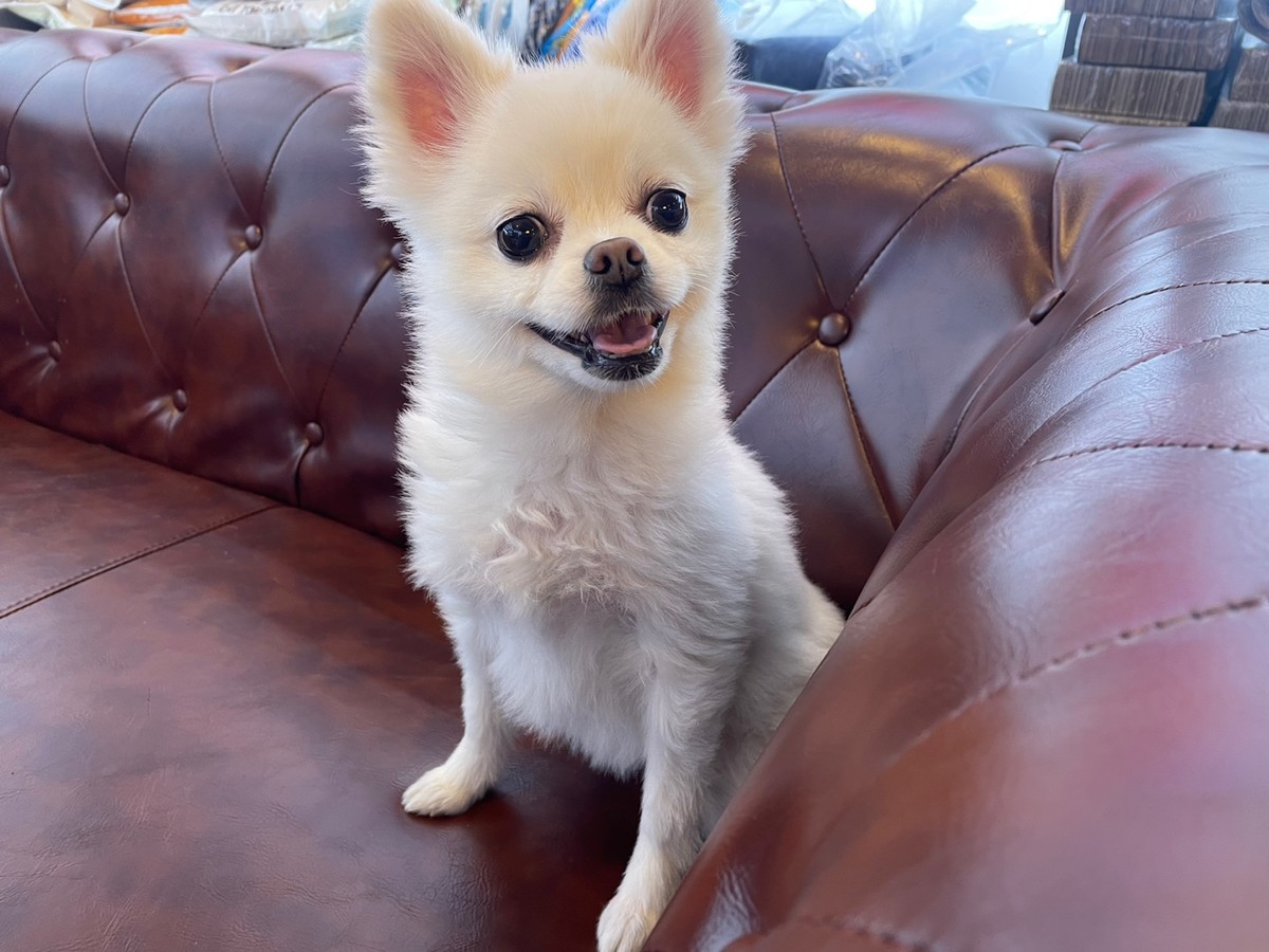 코리안숏헤어 비숑프리제분양 치와와분양 고양이보호소 광주유기견보호센터 광주광역시유기견보호센터 유기견보호센터봉사 리트리버분양 울산 2022 0025 포메라니안 우동 책임분양