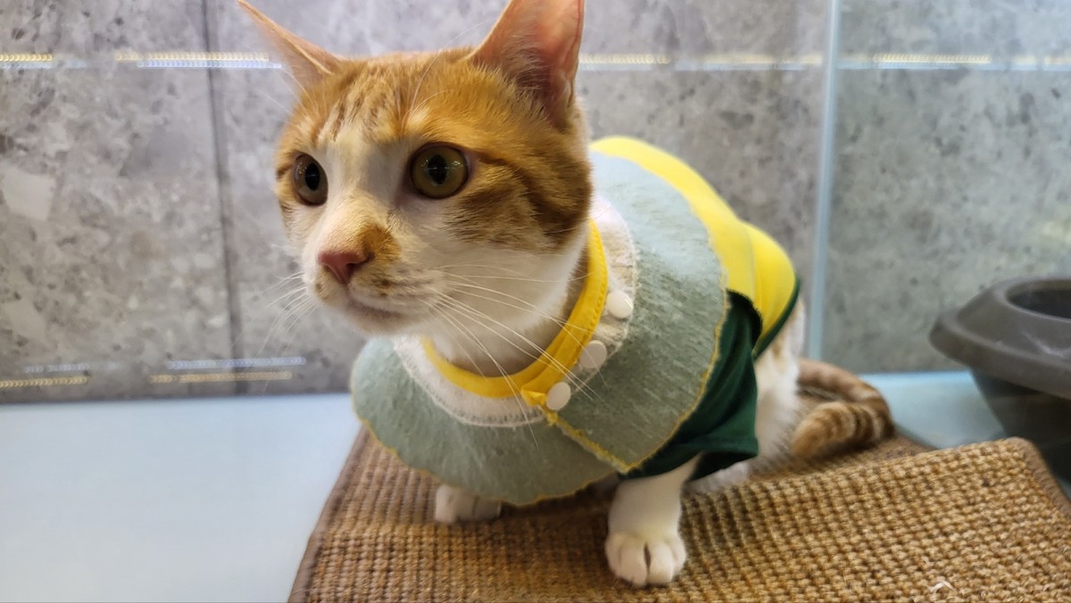 코리안숏헤어 초코 프렌치불독크기 빠삐용크기 파피용크기 사모예드크기 스피츠크기 시바견크기 시베리안허스키크기 시츄크기 요크셔테리어크기 웰시코기크기 이탈리아그레이하운드크기 치와와