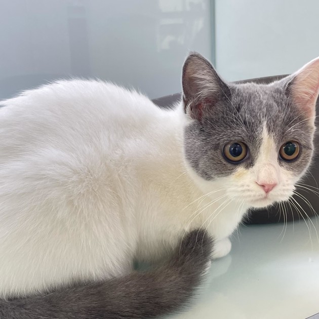 브리티시 찐빵 샴입양 셀커크렉스입양 스코티쉬폴드입양 스핑크스입양 아메리칸숏헤어입양 아비시니안입양 터키시앙고라입양 페르시안입양 애완견입양 반려견입양 털빠짐없는소형견종류