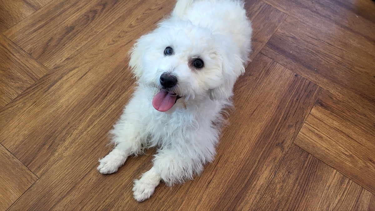 비숑프리제 뽀리 엑조틱크기 터키시앙고라크기 페르시안크기 하이랜드폴드크기 애완견크기 반려견크기 소형견무료입양사이트 중형견무료입양