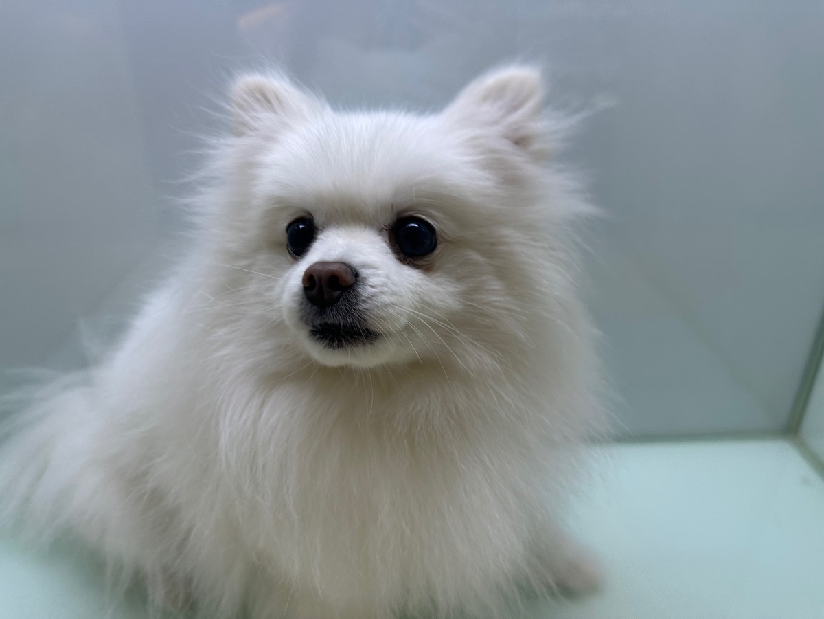 포메라니안 공주 애완견성격 반려견성격 소형견크기 중형견크기 미니비숑프리제크기 토이푸들크기 골든리트리버크기 래브라도리트리버크기 닥스훈트크기 도베르만크기 말티치크기 말티폼크기