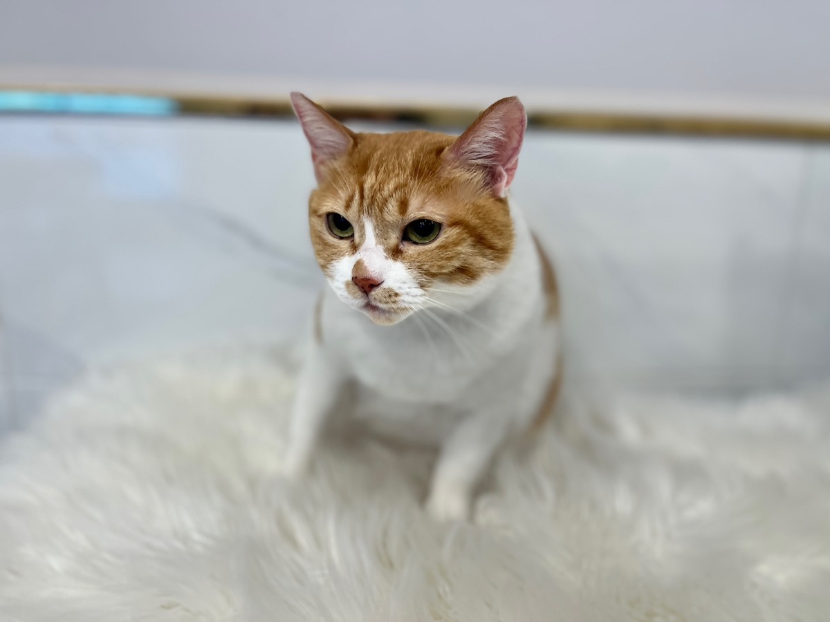 코리안숏헤어 핑크 요크셔테리어무료입양사이트 웰시코기무료입양사이트 이탈리아그레이하운드무료입양사이트 치와와무료입양사이트 코카스파니엘무료입양사이트 폼스키무료입양사이트 폼치무료입양