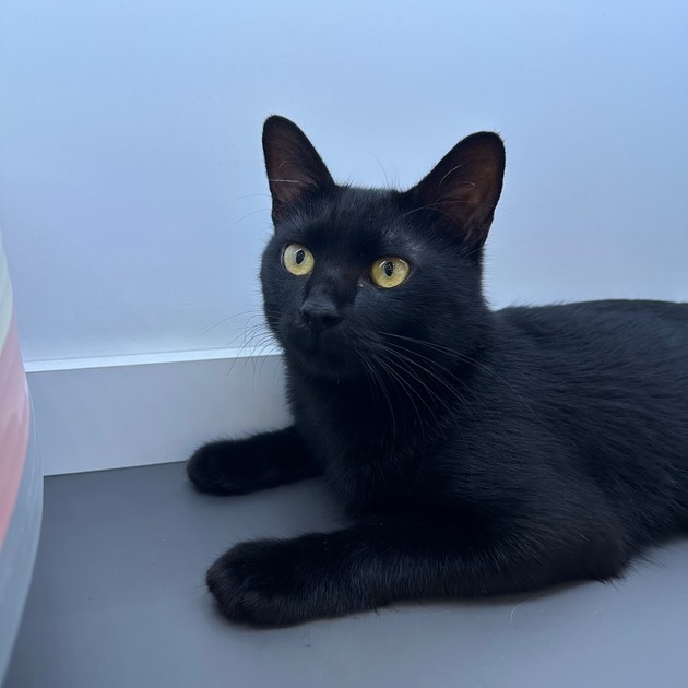 코리안숏헤어 뚱이 애완견성격 반려견성격 소형견크기 중형견크기 미니비숑프리제크기 토이푸들크기 골든리트리버크기 래브라도리트리버크기 닥스훈트크기 도베르만크기 말티치크기 말티폼크기