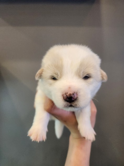 믹스견 설기 프렌치불독크기 빠삐용크기 파피용크기 사모예드크기 스피츠크기 시바견크기 시베리안허스키크기 시츄크기 요크셔테리어크기 웰시코기크기 이탈리아그레이하운드크기 치와와크기