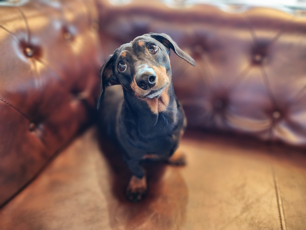 닥스훈트 초코 샴입양 셀커크렉스입양 스코티쉬폴드입양 스핑크스입양 아메리칸숏헤어입양 아비시니안입양 터키시앙고라입양 페르시안입양 애완견입양 반려견입양 털빠짐없는소형견종류